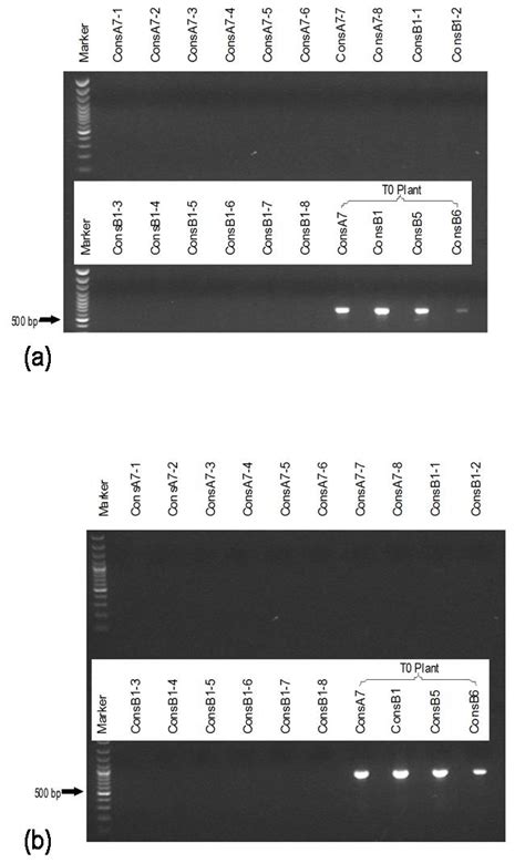 Absence Of A And B Components Integration In Genome Of T1 Progeny Of