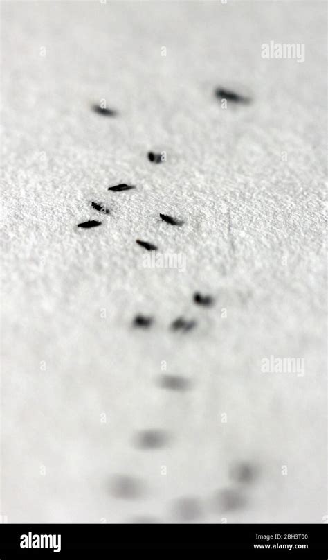 How To Keep Thunder Flies Away At Bridget Mireles Blog