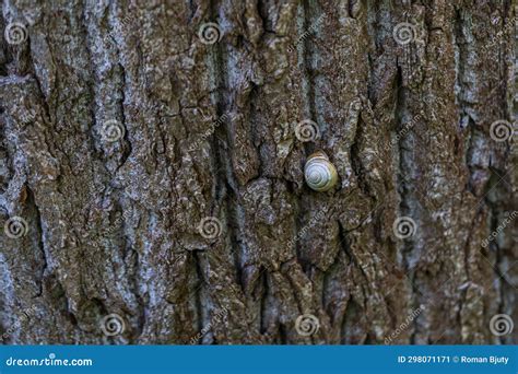 Snail Shell Stuck On A Tree Trunk Stock Image Image Of Wildlife Slimy 298071171
