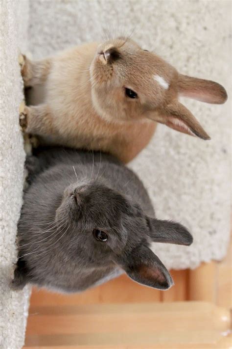 兔形目·古兔亚科：荷兰侏儒兔