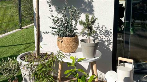 Kako Pravilno Zaštititi Vanjske Biljke Prije Zime Džungla Plants