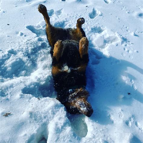 Pupsicle Raww