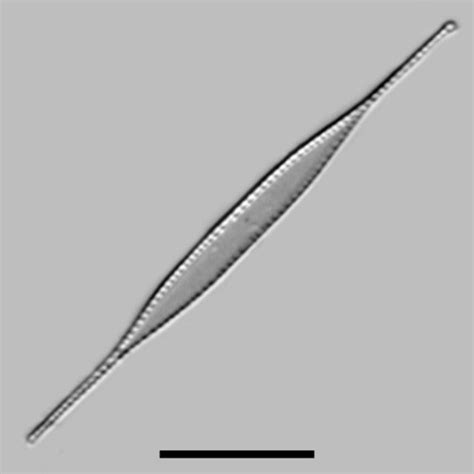 Nitzschia Genera Diatoms Of North America