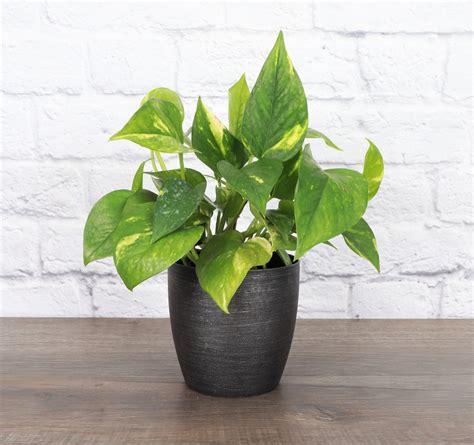 Golden Pothos Classic Pot 4 Diameter Plant Live Etsy