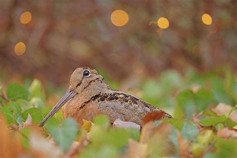 American Woodcock With Bokeh Photograph By Hector Cordero Fine Art