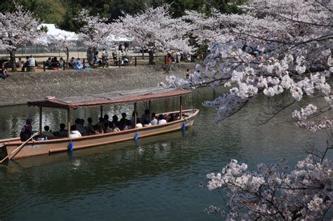 個別京都新聞写真コンテスト 花見船の写真画像 toonii s fotolife