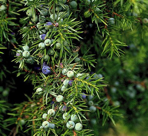 Common Juniper Search Buy Native Plants