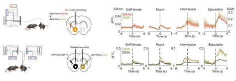 李毓龙实验室合作在《nature Methods》杂志上发表论文，实现新型红色荧光多巴胺探针和第二代绿色荧光多巴胺探针的开发及应用。新型的具有