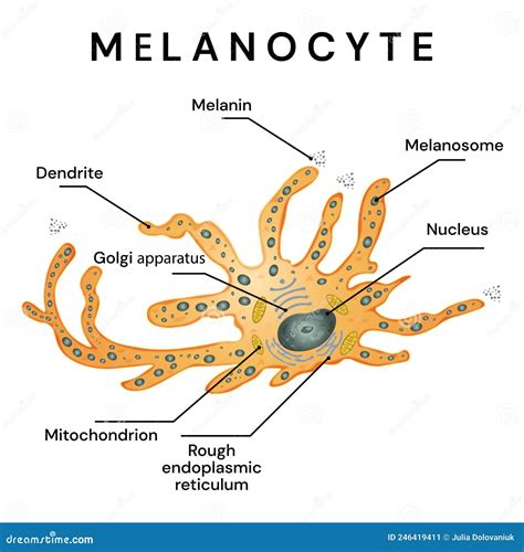 Melanocyte Melanin Producing Cells Melanocyte Structure Cartoon