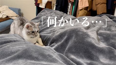 お母さん猫を、ちょっと驚かせたかっただけの息子猫 Youtube