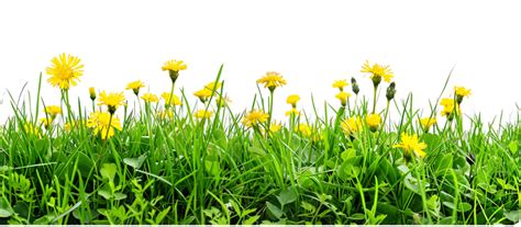 Grass Flowers Pngs For Free Download