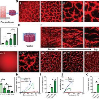 Behavioral Characterizations Of C C Cells Encapsulated In The