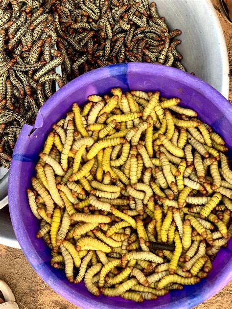 🇨🇫🐛🐛🐛 Makongo A Ga Awe 🐛🐛🐛🇨🇫 𝑳𝒆𝒔 É𝒕𝒐𝒊𝒍𝒆𝒔 𝑪𝒆𝒏𝒕𝒓𝒂𝒇𝒓𝒊𝒄𝒂𝒊𝒏𝒆𝒔 Facebook