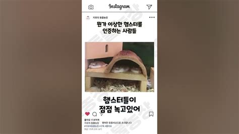 뭔가 이상한 햄스터를 인증하는 사람들 Shorts Youtube