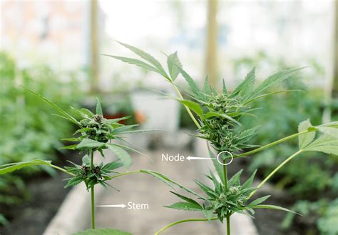 What Does A Weed Plant Look Like With Pictures
