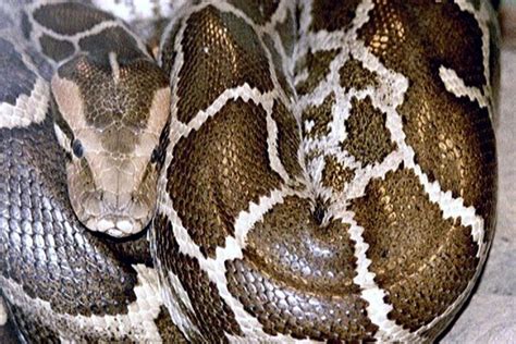 The Prison Rehab Where A Meth Addicted Python Got Clean Atlas Obscura