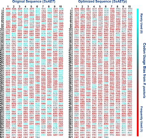 Codon Usage Bias Adjustment Of Ssaet Gene Colors Of Codons Indicated