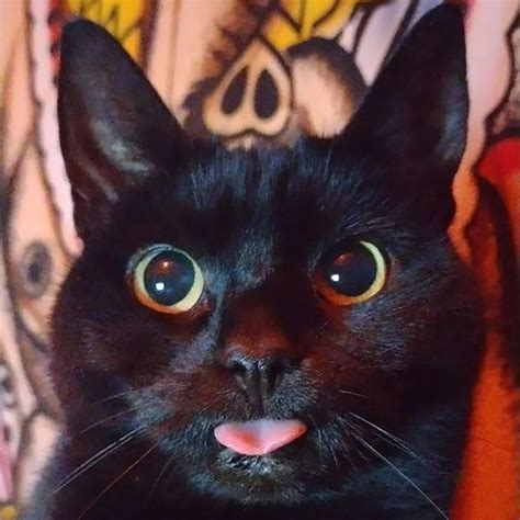 An Adorable Blend Of 30 Cute Cat Bleps For Sweet And Slobbery Felines