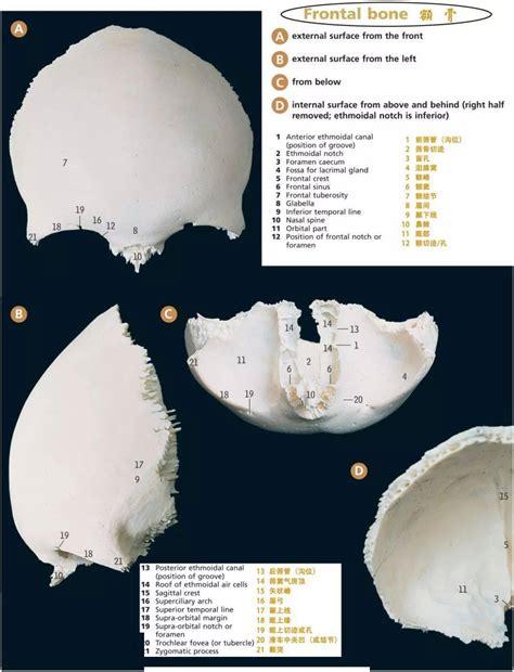 必点收藏 超精致全套颅骨图谱 解剖