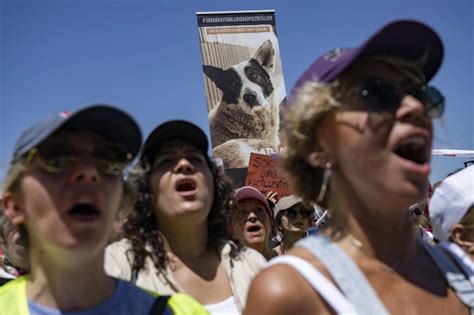 Rechazo En Turquía Por Proyecto Para Sacrificar Perros Callejeros Es