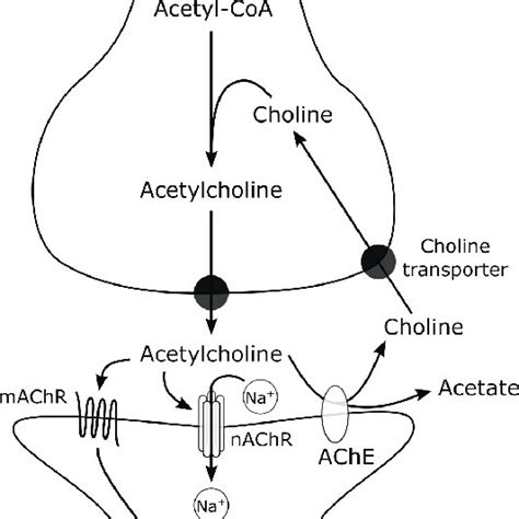 Schematic Presentation Of Cholinergic Neuronal Transmission At A