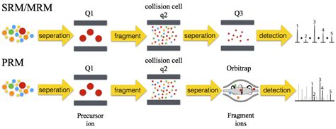 Parallel Reaction Monitoring PRM Service Creative Proteomics