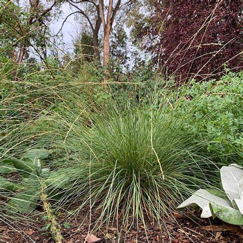 Atlas Fescue Grass Drought Tolerant Ornamental