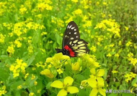 漢中這幾條自駕觀花線路，疫情過後必定會火 每日頭條