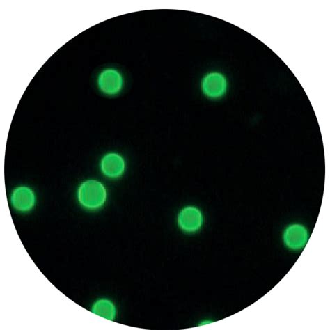 Immuno Concepts Somagen Diagnostics