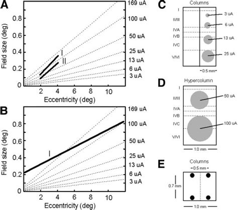 A Visual Field Size Represented By Activating V Using A Range Of Download High Resolution