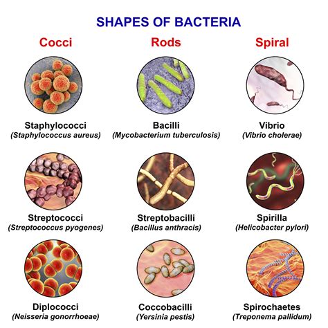 Shapes Of Bacteria Spherical Rod Like And Spiral Bacteria With