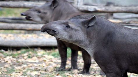 Oggi è la giornata mondiale del tapiro GreenStyle