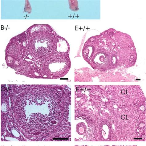 Morphology And Histology Of Ovaries And Genital Organs Of Control ϩ