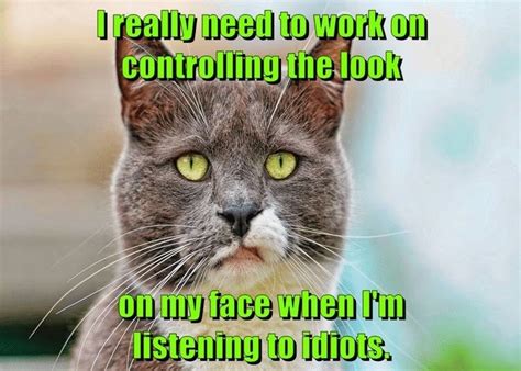 Pin By A Nova On Funny Funny Animal Jokes Funny Cute Cats Cat Memes