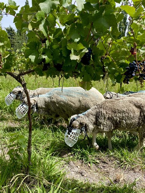 Coslett Origen Chubut