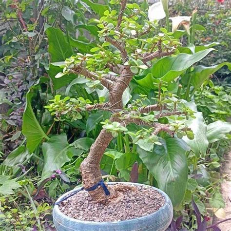 خرید و قیمت گل و گیاه،بونسای یا بنسای،درختچه جید مینیاتوری سن بالا ترب
