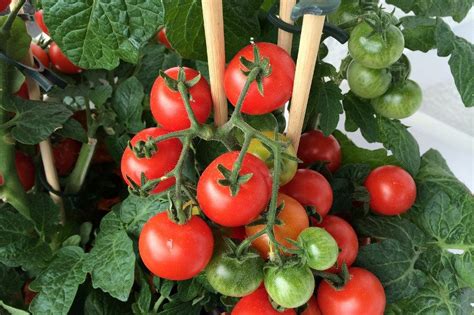Tomaten züchten Verbesserte Tomatensorten dank F1 Züchtung