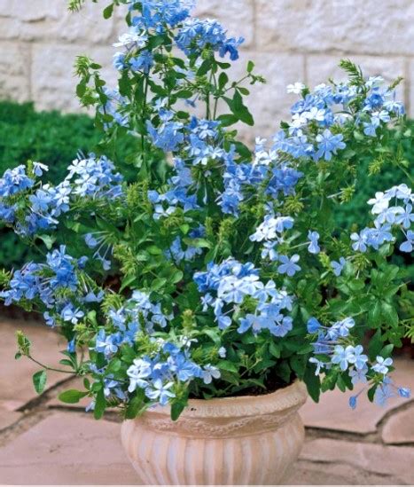 معرفی گیاه یاس آبی و نحوه نگهداری آن