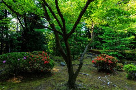 菩提樹とサツキ咲く粟生光明寺 花景色K W C PhotoBlog