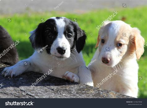 Border Collie Spaniel Mix Puppies