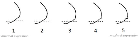 Estimate The Biological Sex Of A Human Skeleton All Things Aafs