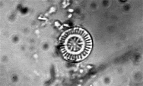 Cyclotella Stelligera Freshwater Biodiversity Portal Of Bangladesh