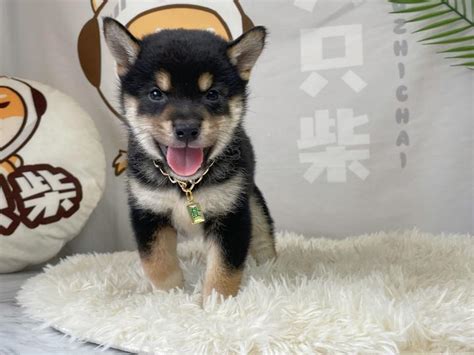 对于买柴犬血统重要吗？ 知乎