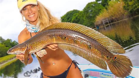 Snakehead Catch Clean Cook Florida S Most Invasive Species Shocking Results Youtube