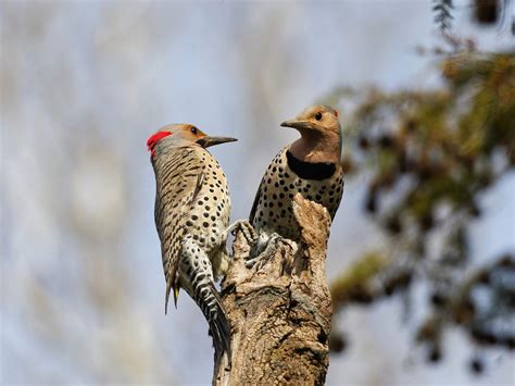 Female Northern Flickers Male Vs Female Identification Birdfact