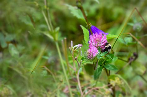 北コーカサスの山に美しい紫色の花が咲きます被写界深度が浅い背景がぼやけた アウトフォーカスのストックフォトや画像を多数ご用意 アウト