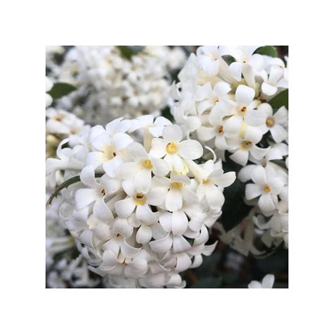 Osmanthus Delavayi Perfume Of Nature