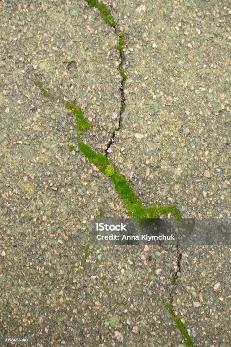 회색 아스팔트에 균열 회색 아스팔트 침식 콘크리트 표면의 나무 뿌리에서 분리 된 토양 균열 균열의 질감 회색 콘크리트 색상 배경 아스팔트 균열의 녹색 이끼 젖은 골절 0명에