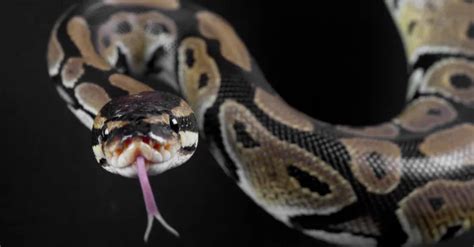 Azure Pipelines With Python — By Example By Anthony Shaw Medium