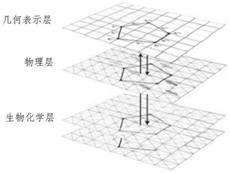 three dimensional plant cell flexible surface geometric modeling method